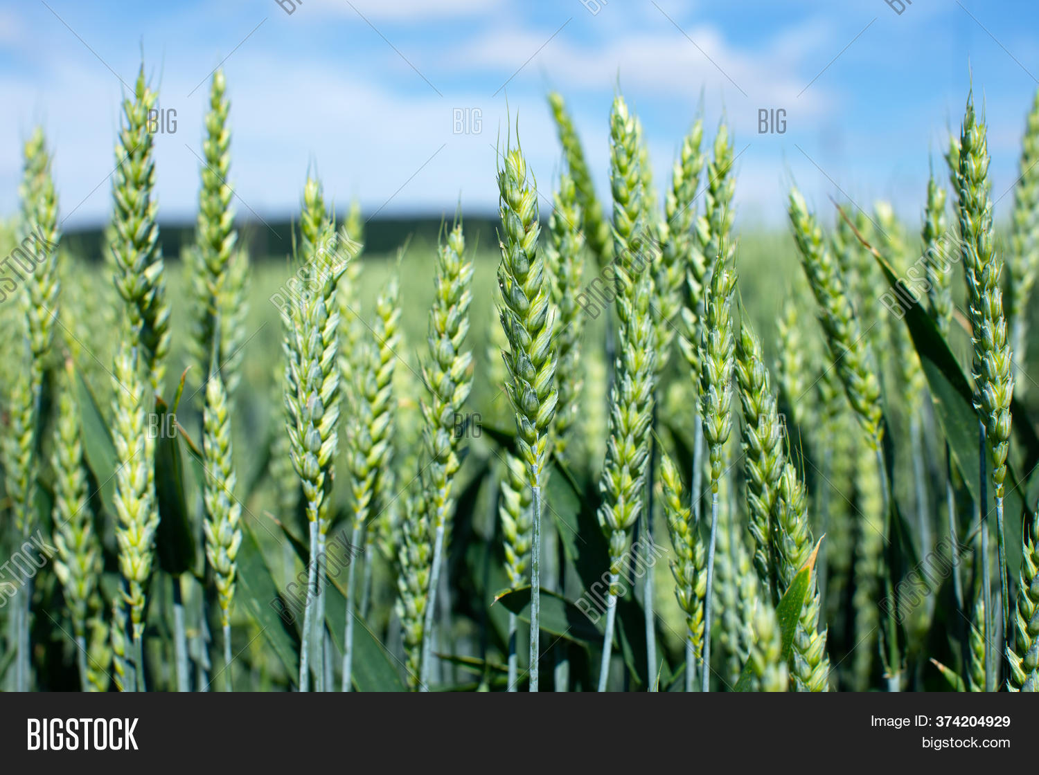 Green Wheat Ripens Image & Photo (Free Trial) | Bigstock