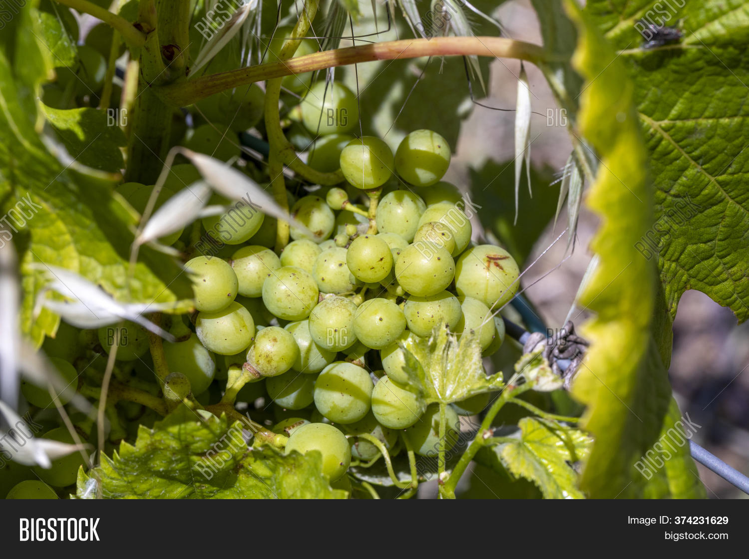 Green Grapes Growing Image & Photo (Free Trial) | Bigstock