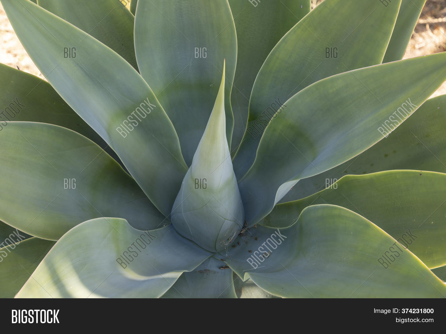 Top View Agave Plant Image & Photo (Free Trial) | Bigstock