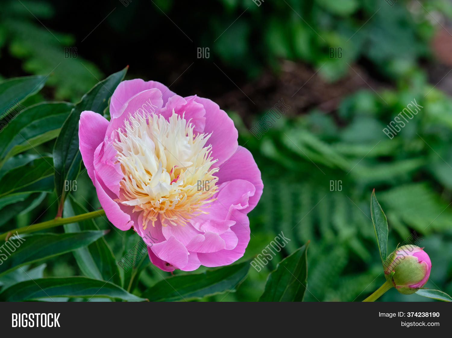 Pink Peonies Garden. Image & Photo (Free Trial) | Bigstock