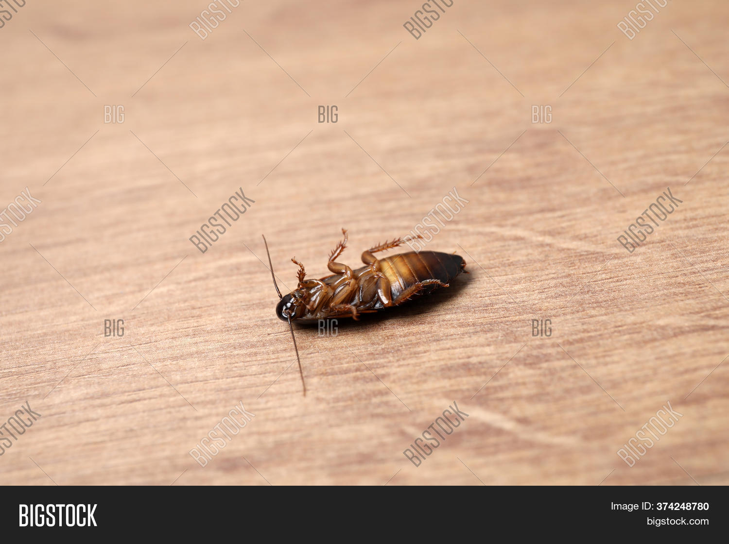 Dead Cockroach On Image & Photo (Free Trial) | Bigstock