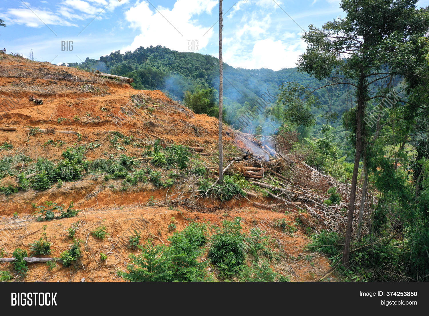 Deforest Environmental Image & Photo (Free Trial) | Bigstock