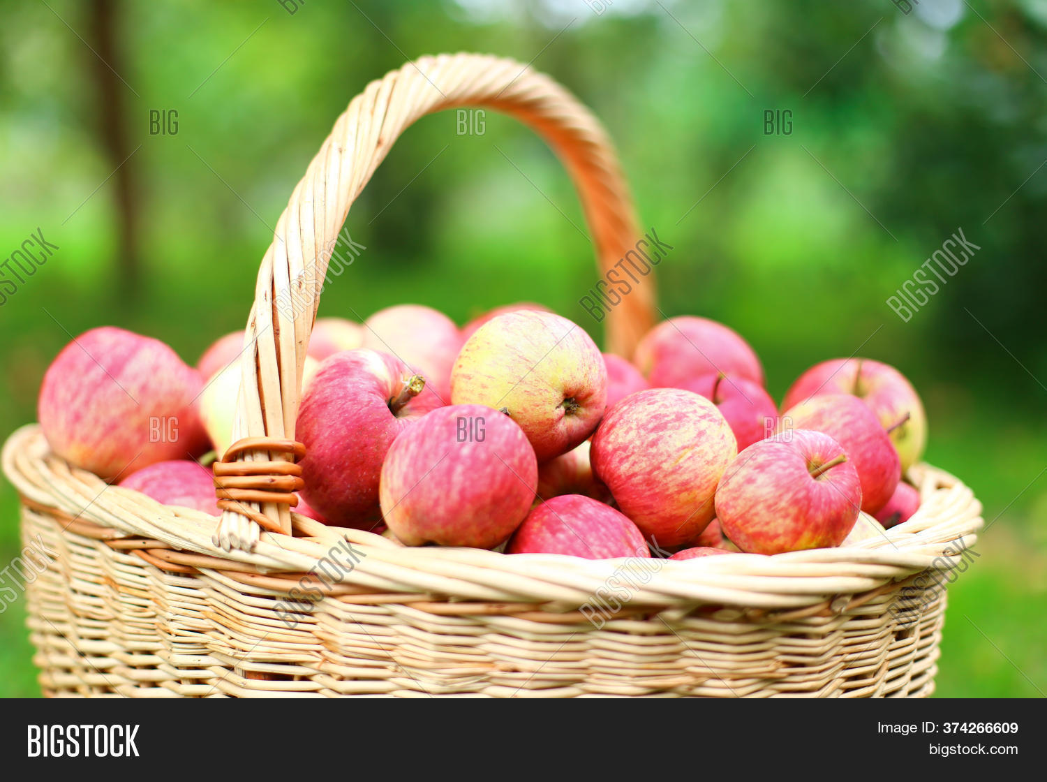Organic Red, Pink Image & Photo (Free Trial) | Bigstock