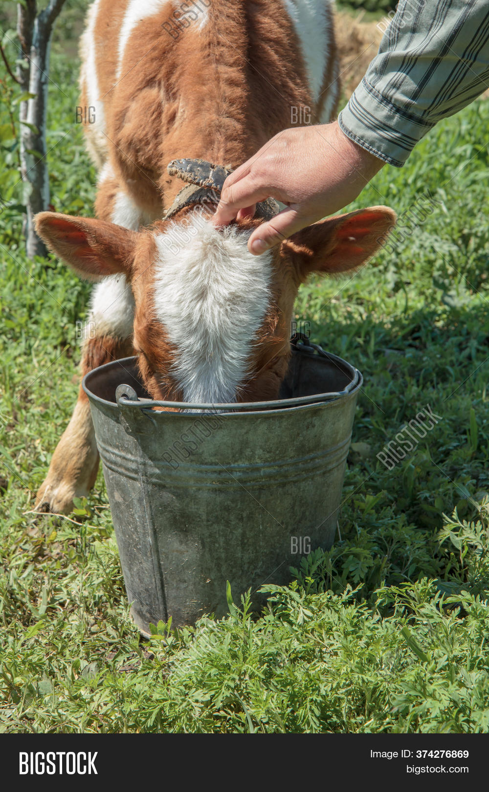 Young Bull Taken Care Image & Photo (Free Trial) | Bigstock