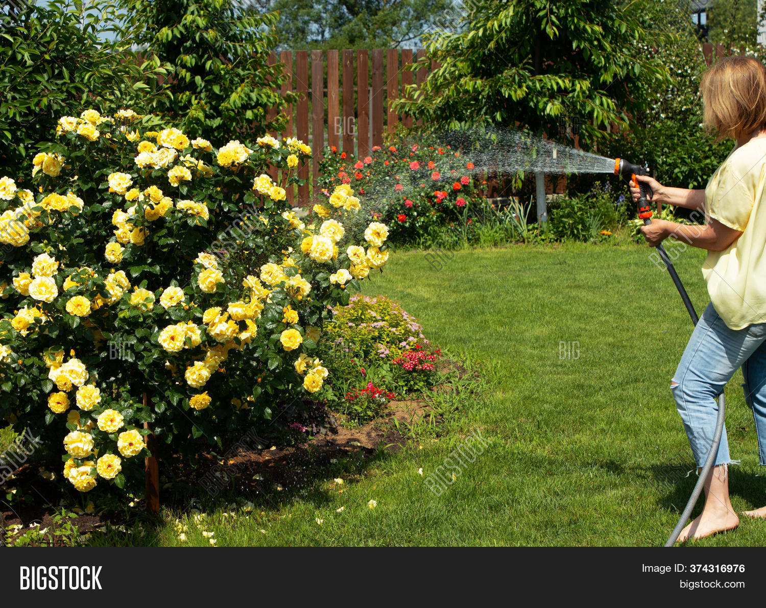 Woman Watering Large Image & Photo (Free Trial) | Bigstock