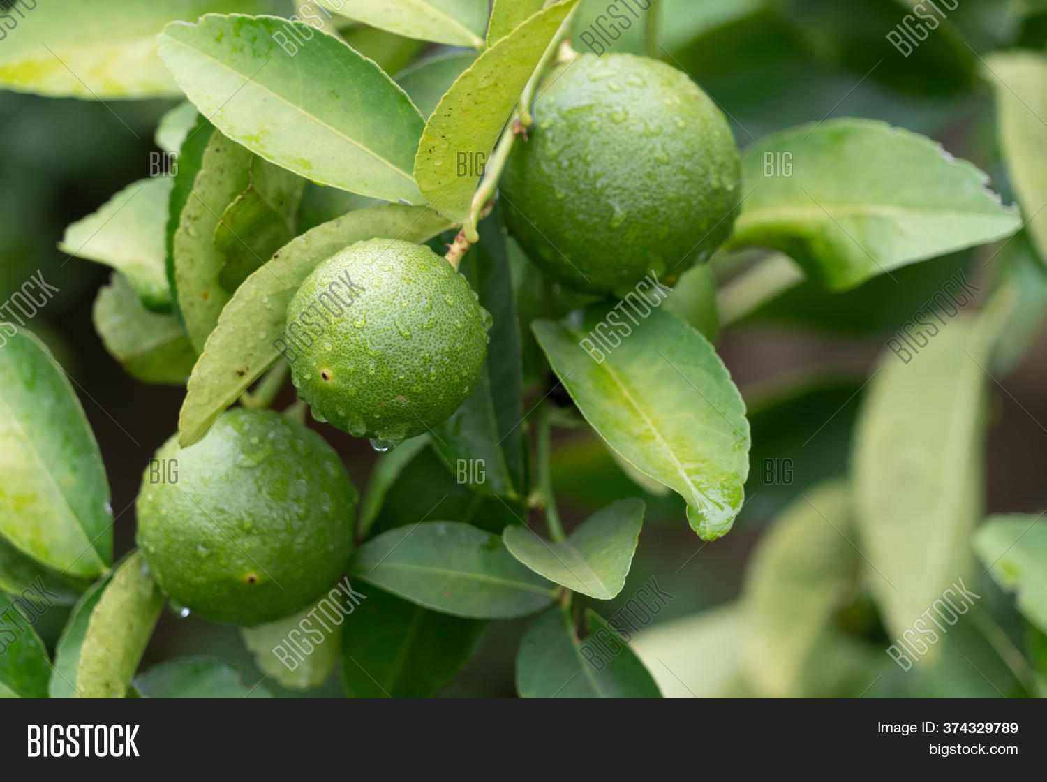 Green Limes Tree Image & Photo (Free Trial) | Bigstock