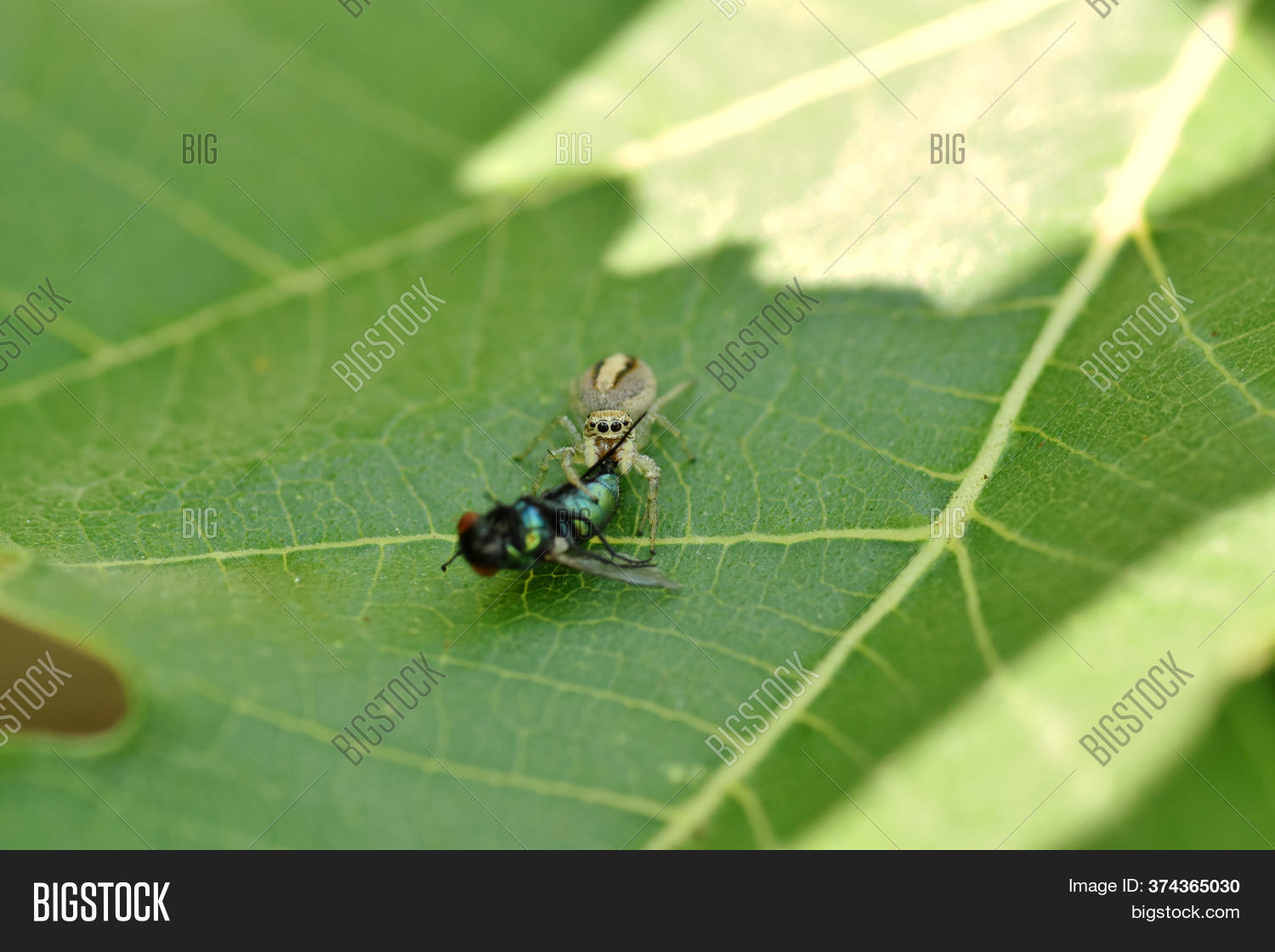 Predation Insect World Image & Photo (Free Trial) | Bigstock