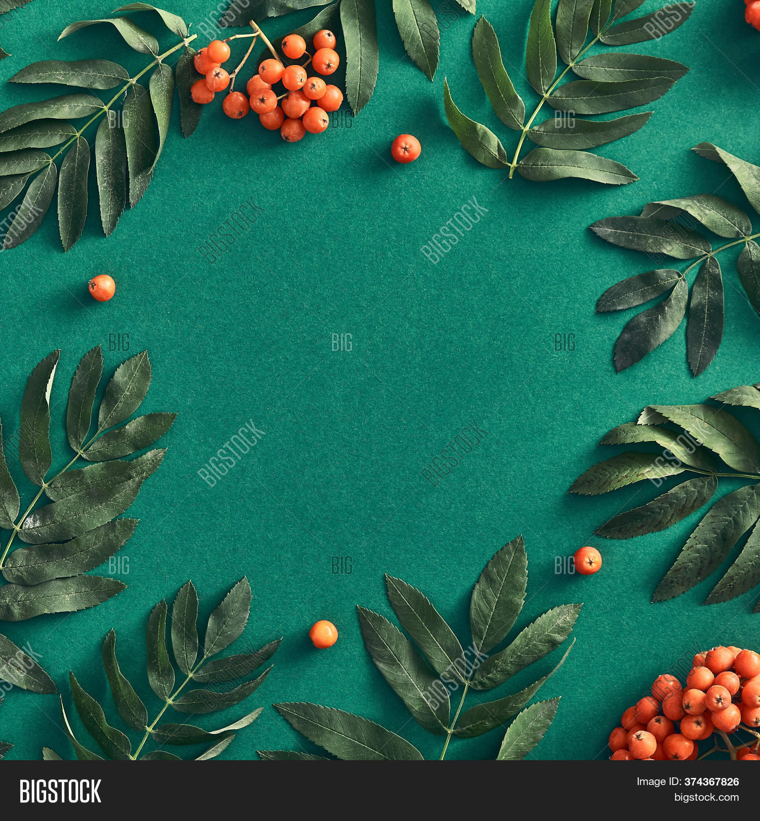 Forest Sorbus Leaves Image & Photo (Free Trial) | Bigstock