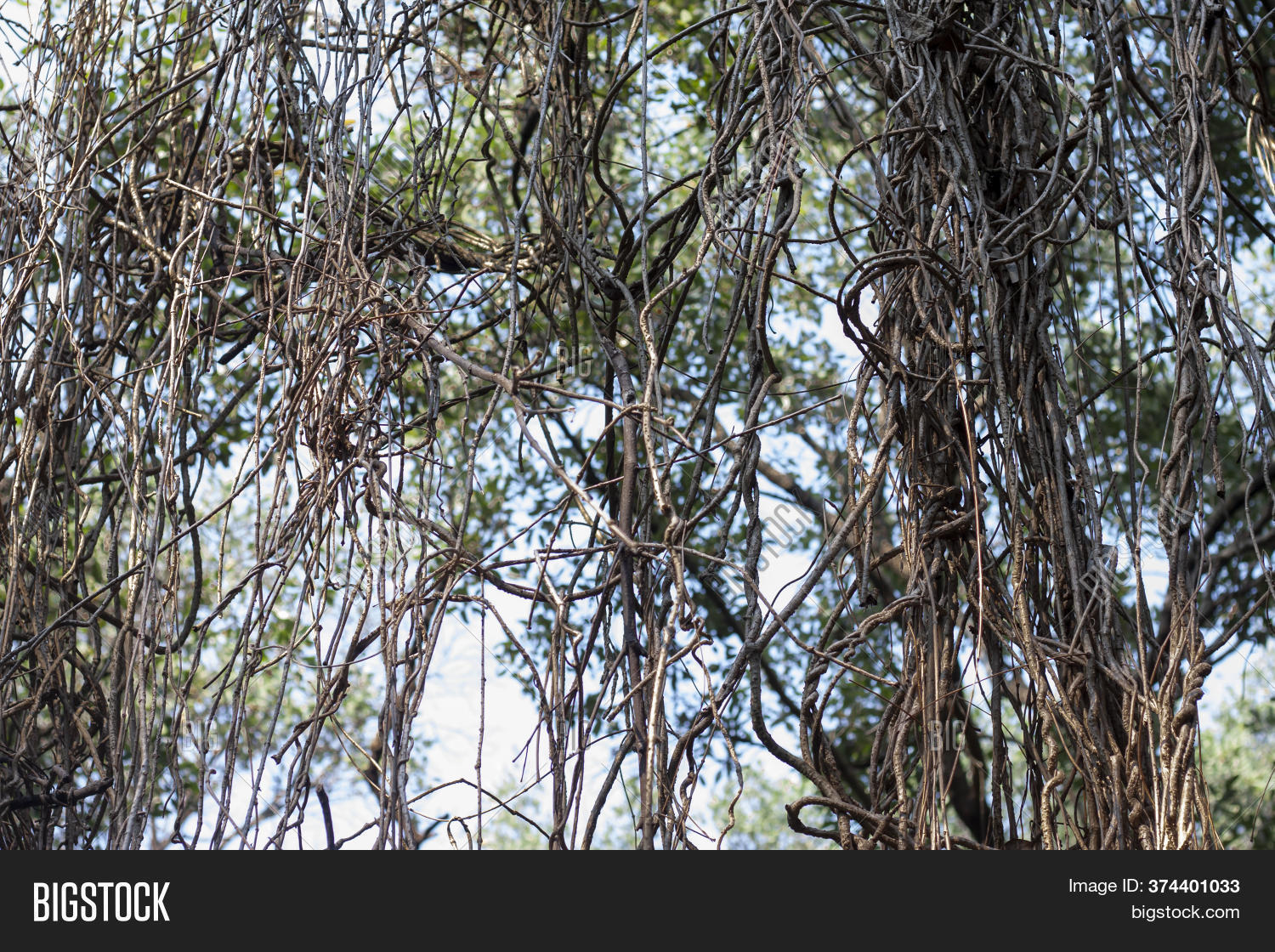 Large Air Roots Trees Image & Photo (Free Trial) | Bigstock