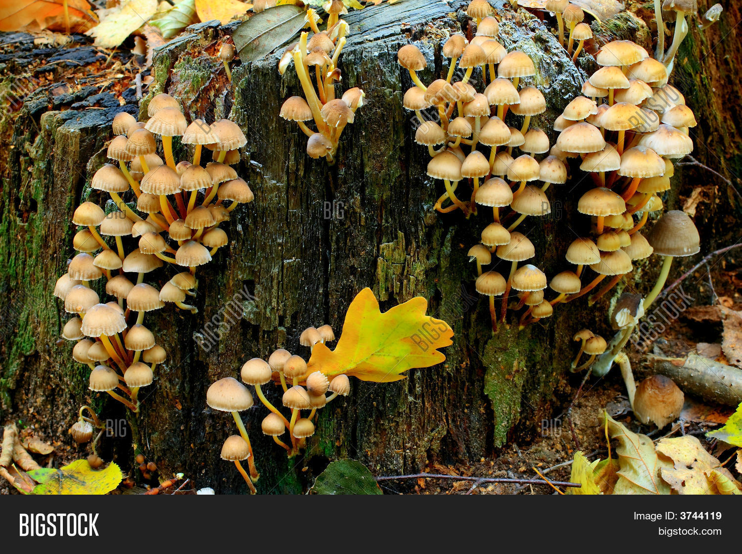 Colony Mushrooms Image & Photo (Free Trial) | Bigstock
