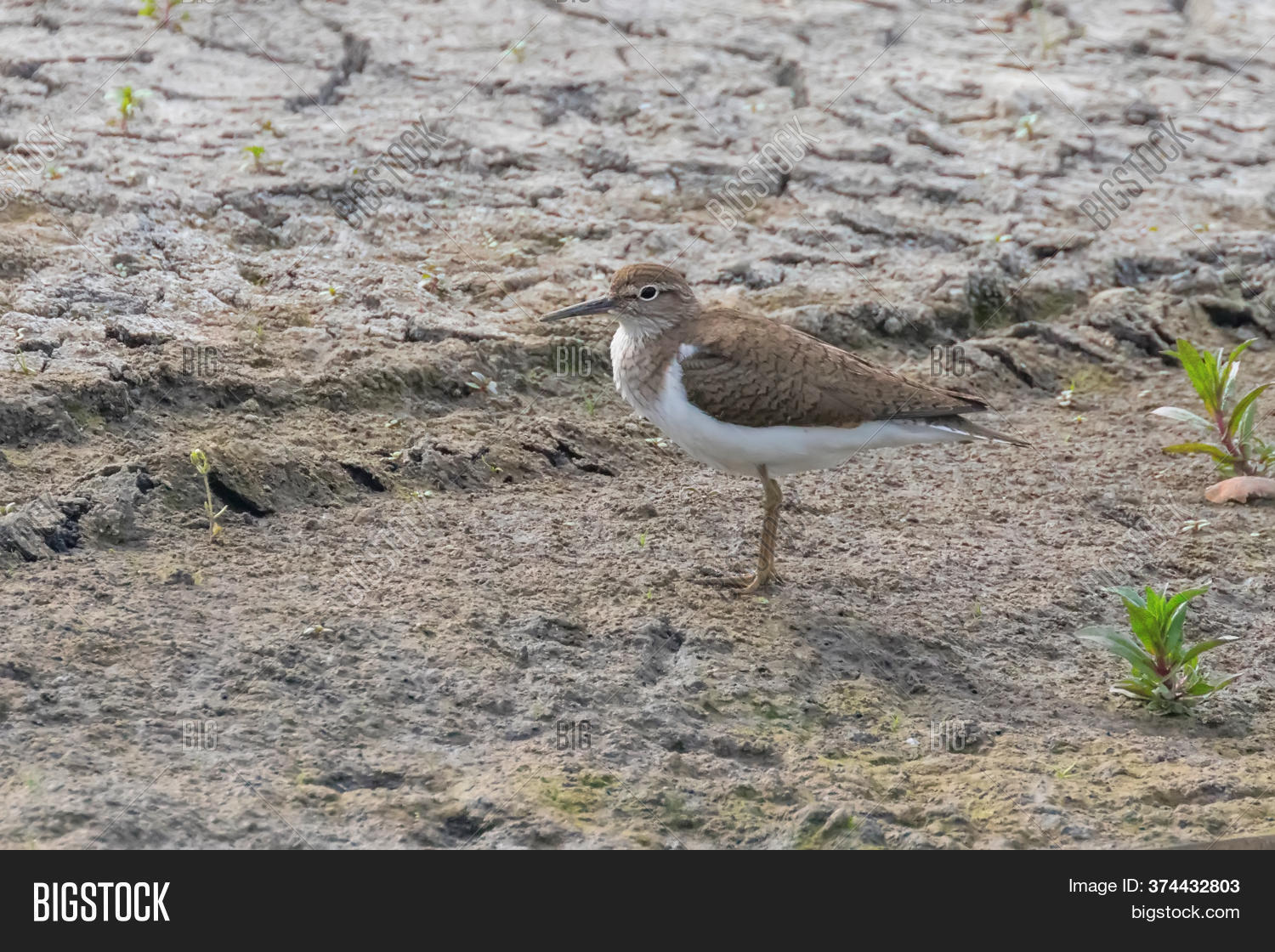 Water Bird Sandpiper, Image & Photo (Free Trial) | Bigstock
