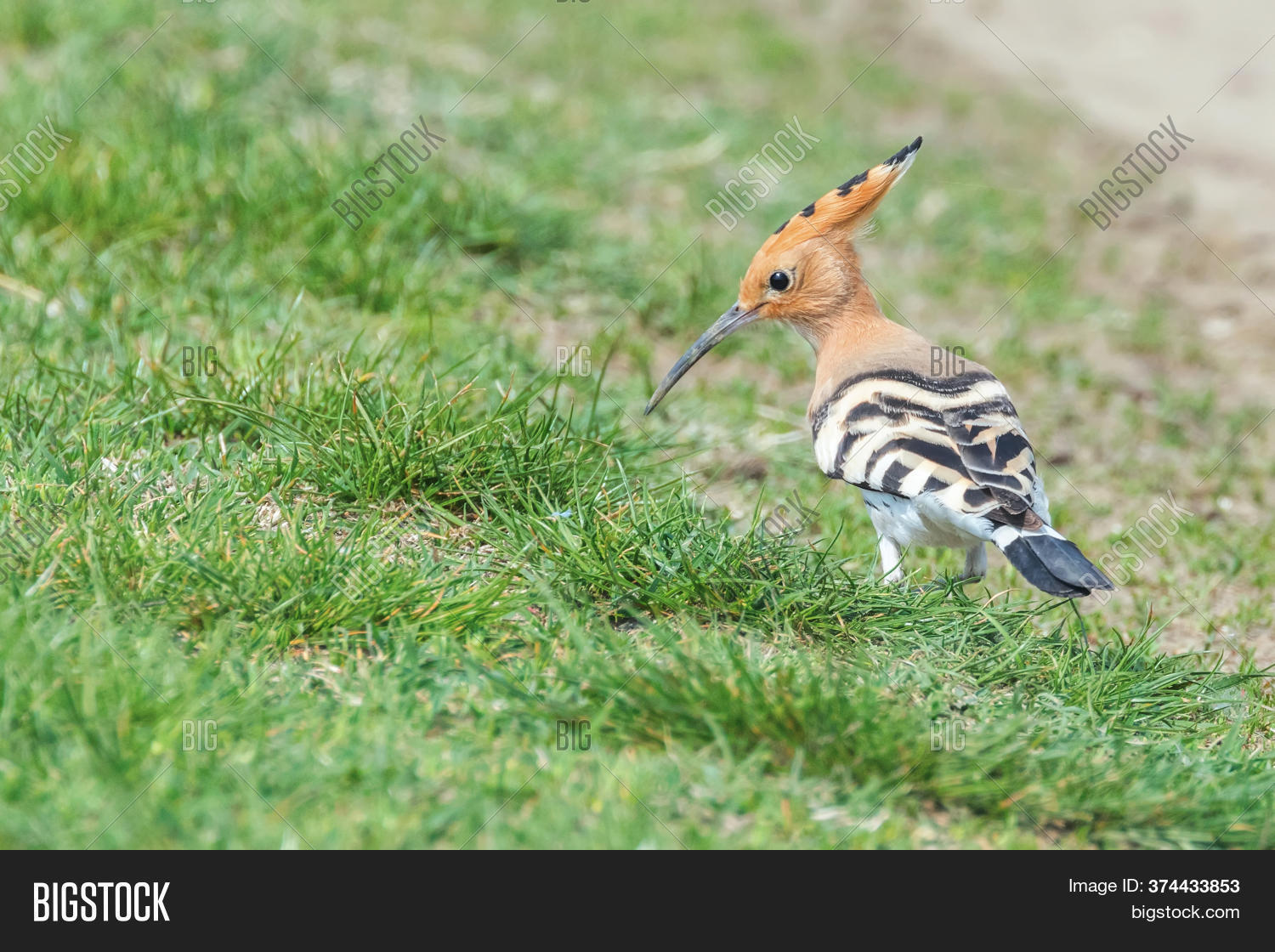 Hoopoe, Common Hoopoe Image & Photo (Free Trial) | Bigstock