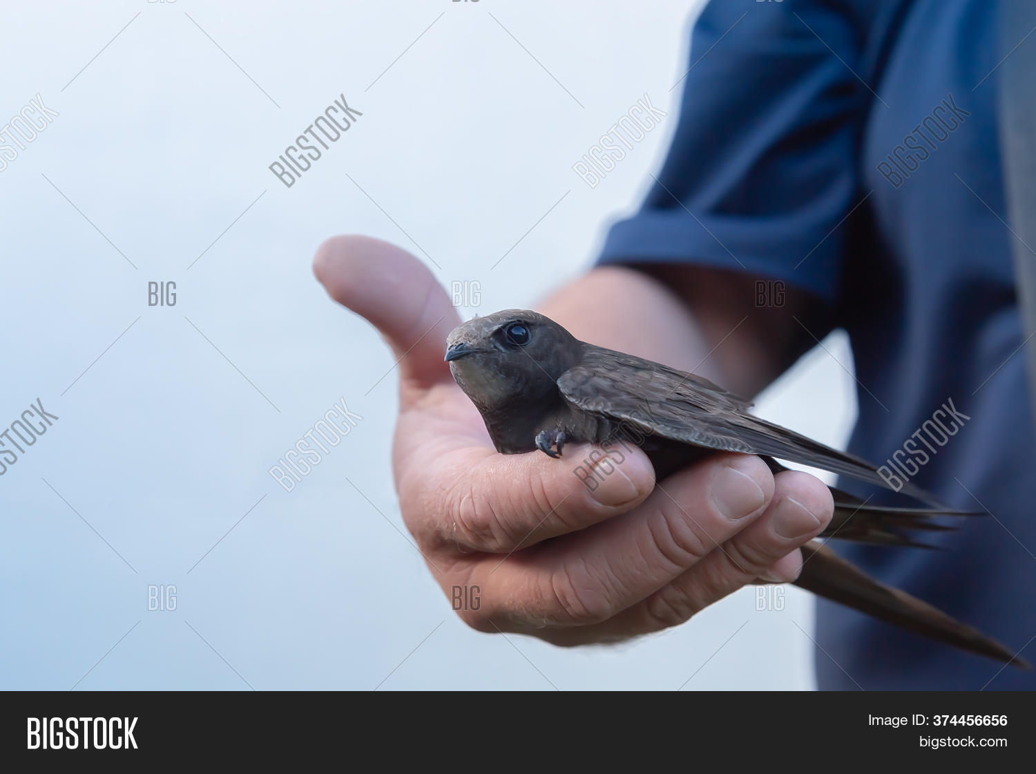 Bird, Young Image & Photo (Free Trial) | Bigstock