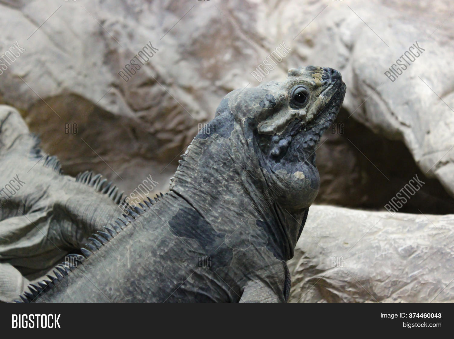Monitor Lizard Sits Image & Photo (Free Trial) | Bigstock