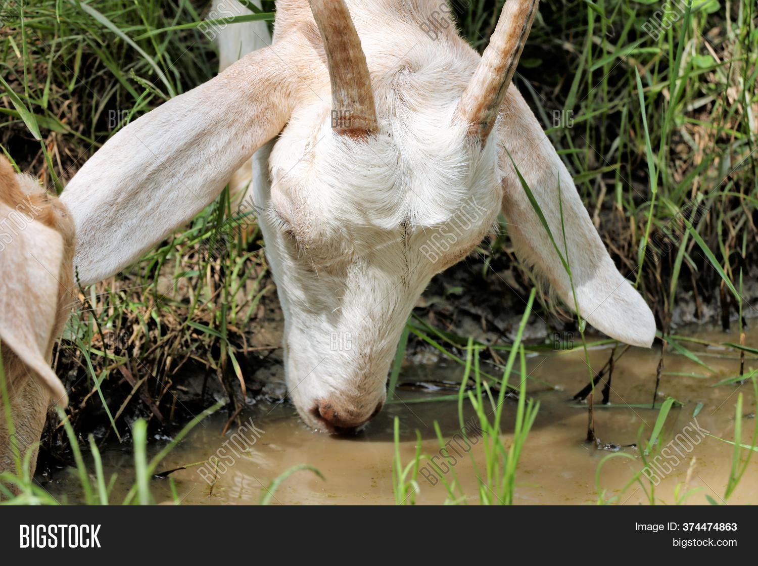 Goat Goat Watering Image & Photo (Free Trial) | Bigstock