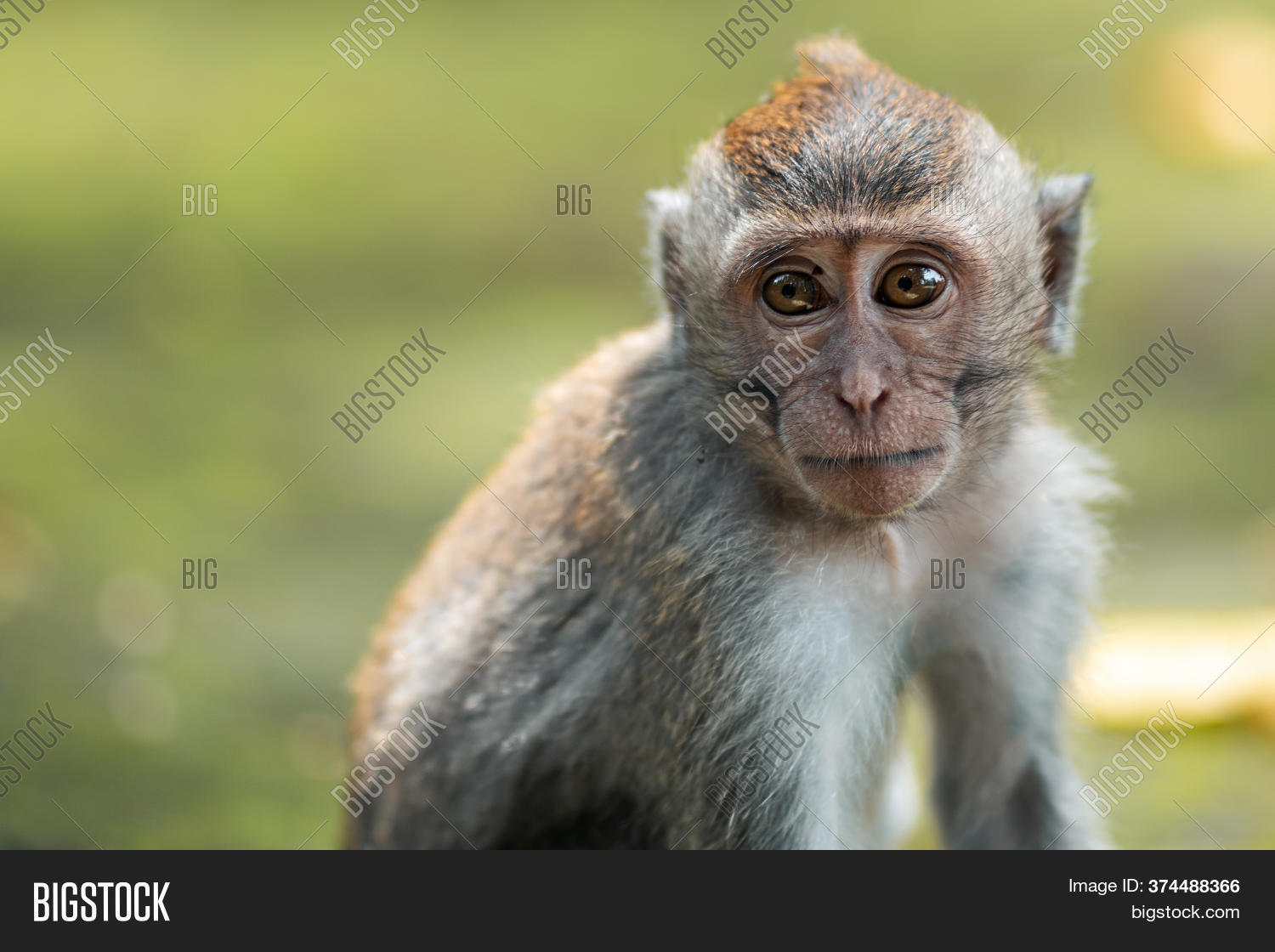 Close Portrait Macaque Image & Photo (Free Trial) | Bigstock