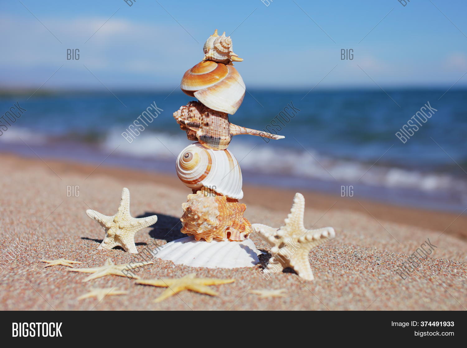 Sea Shells Starfish On Image & Photo (Free Trial) | Bigstock