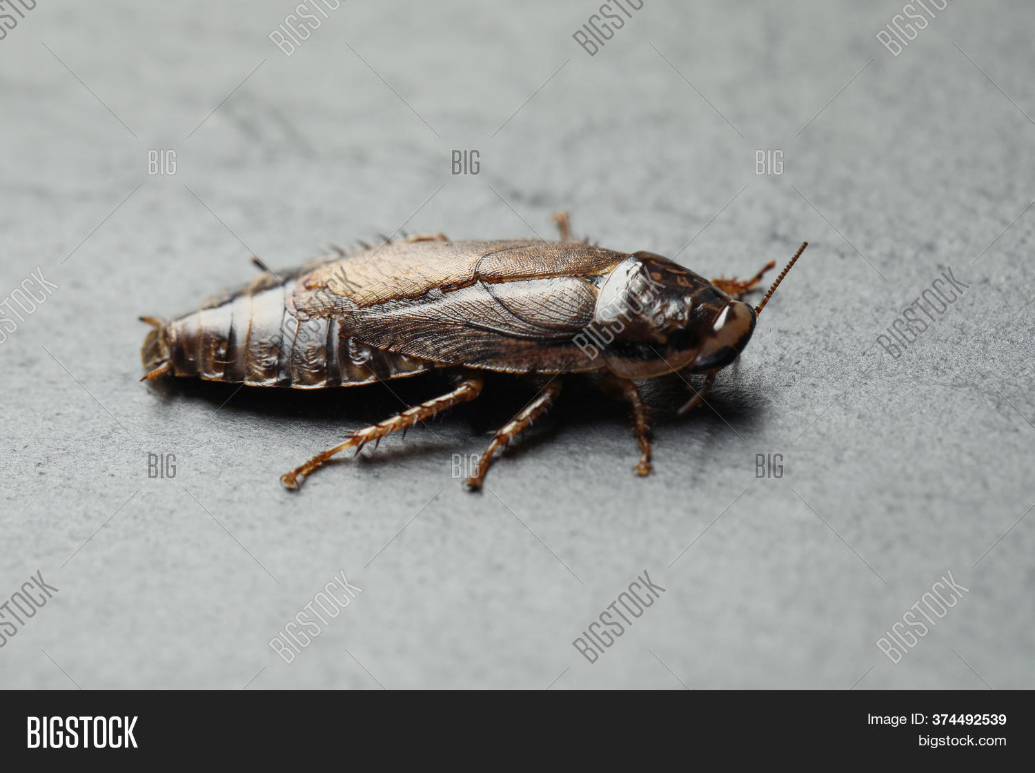 Brown Cockroach On Image & Photo (Free Trial) | Bigstock