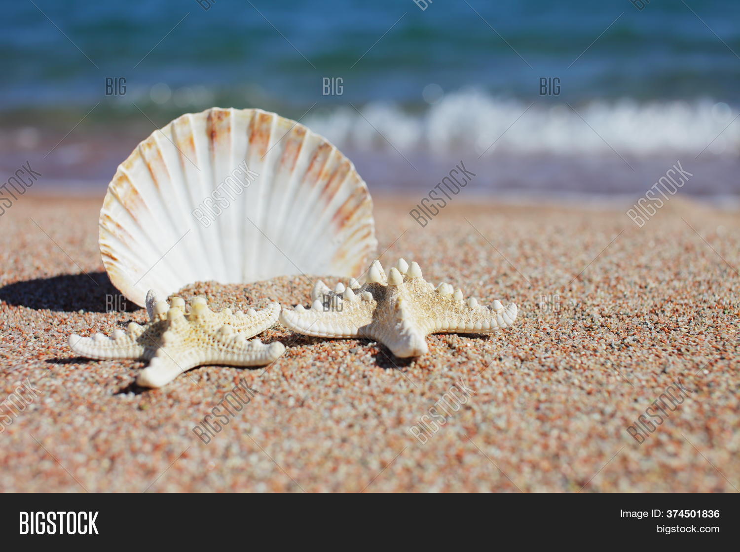 Sea Shells Starfish On Image & Photo (Free Trial) | Bigstock