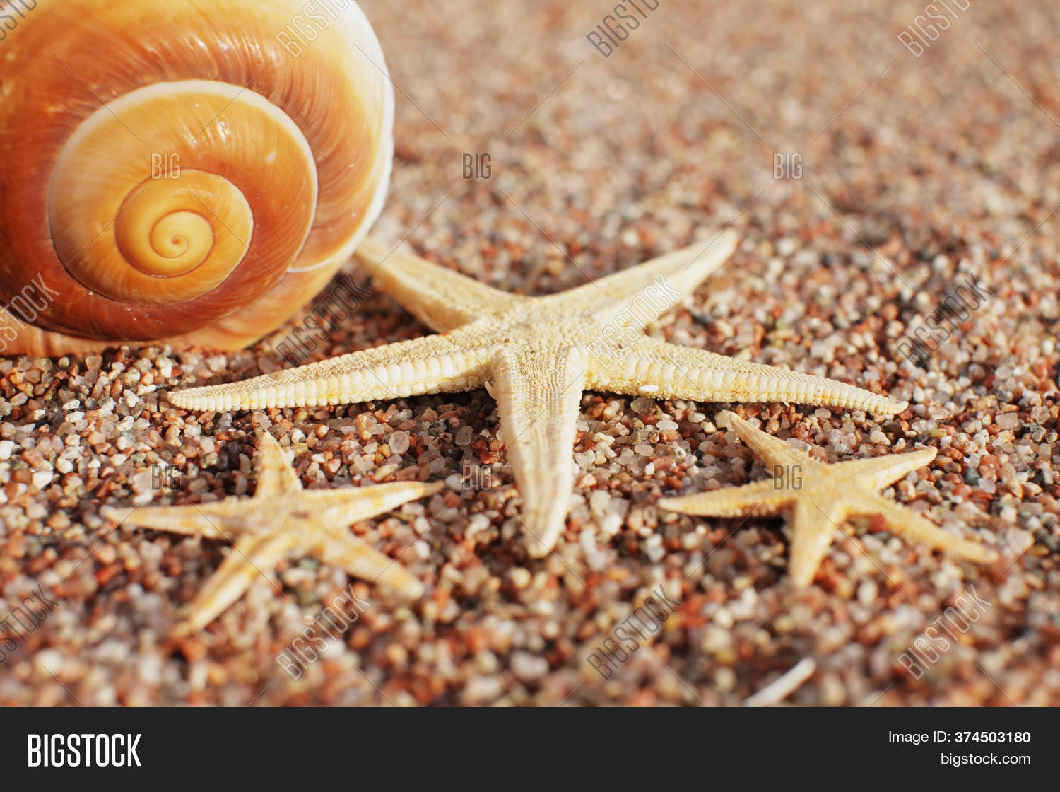 Sea Shells Starfish On Image & Photo (Free Trial) | Bigstock