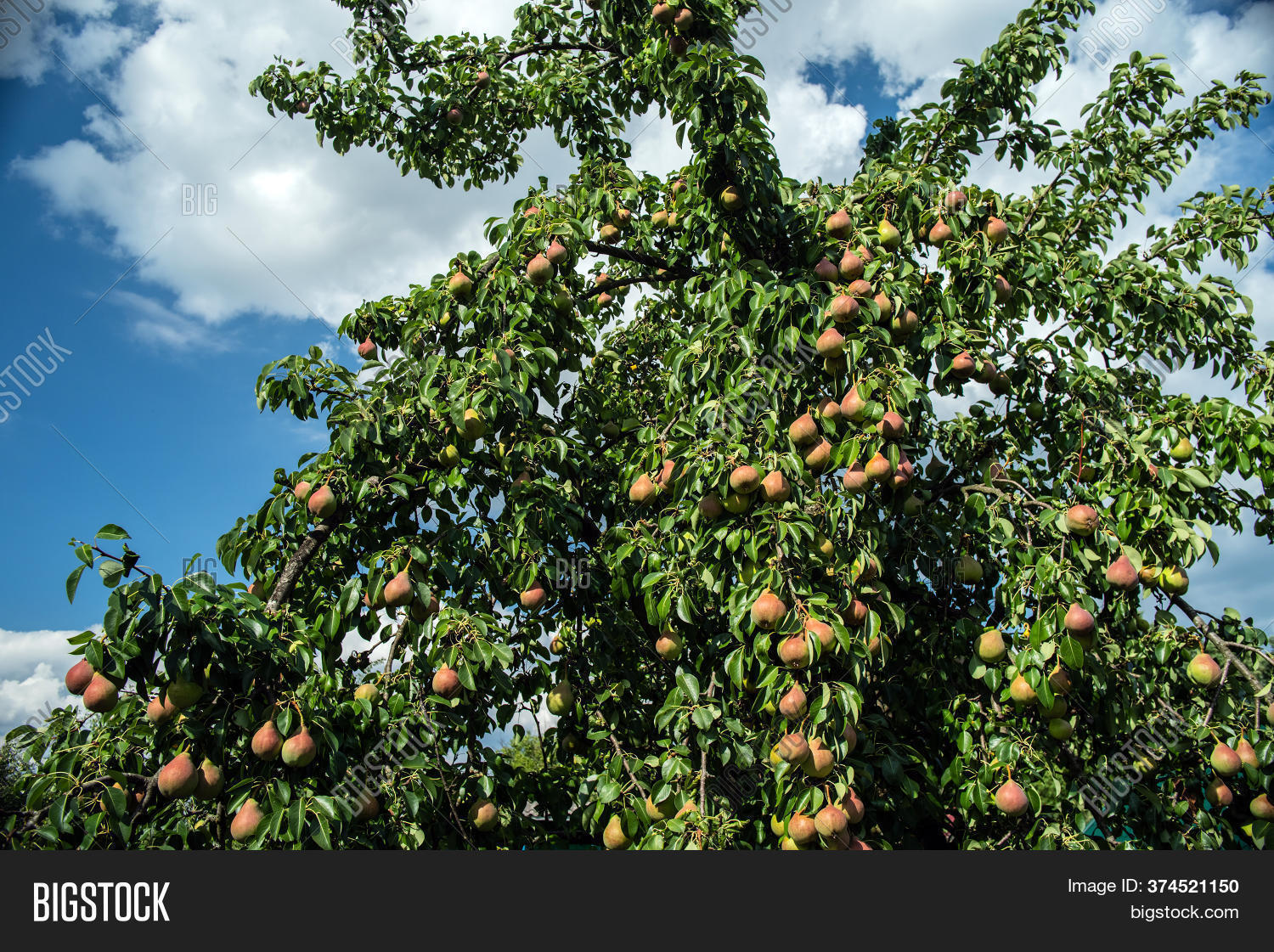 Pears Ripen On Pear Image & Photo (Free Trial) | Bigstock