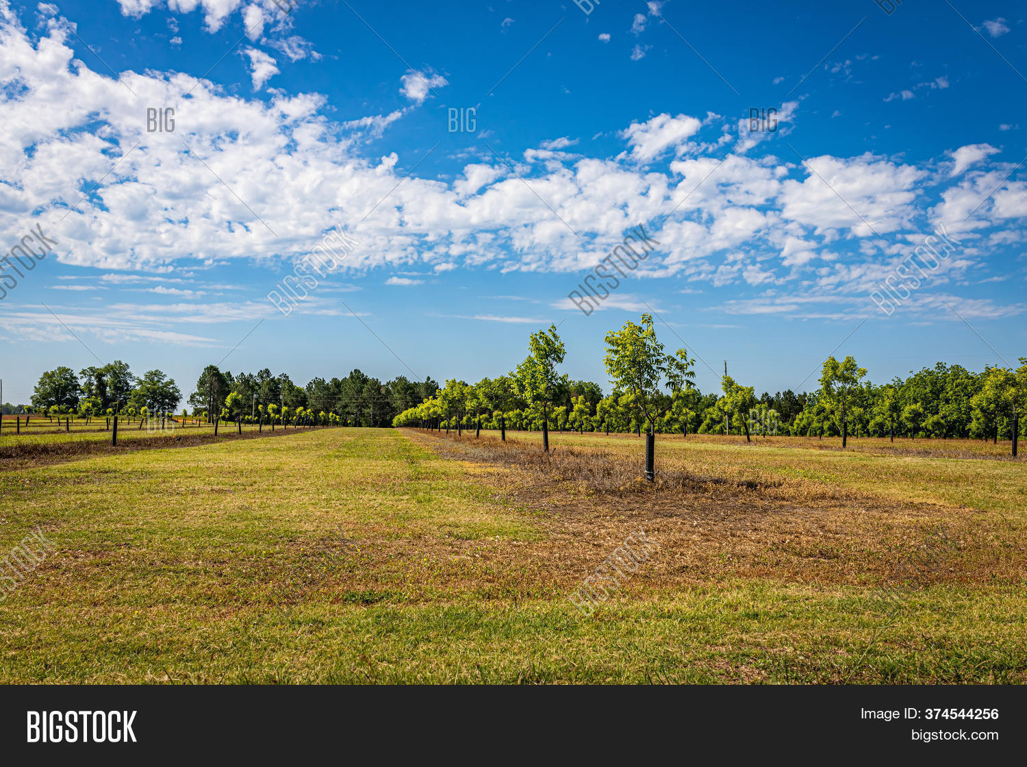 Pecan Tree Orchard Image & Photo (Free Trial) | Bigstock