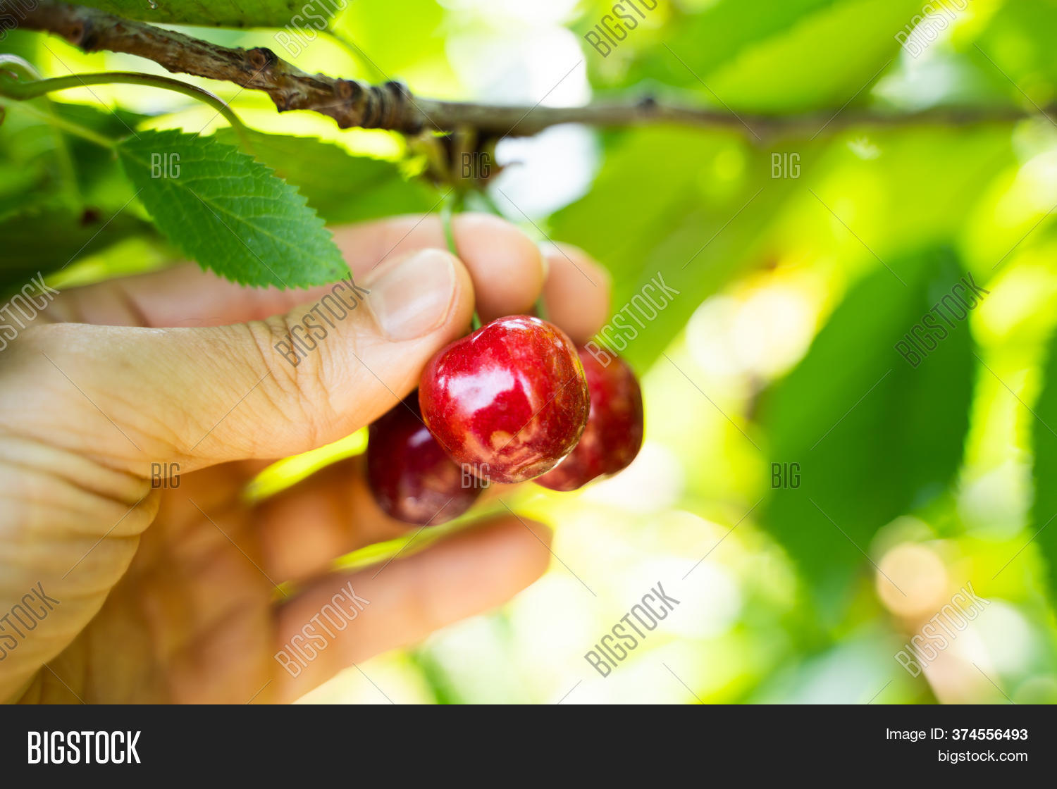 Picking Fresh Food Image & Photo (Free Trial) | Bigstock