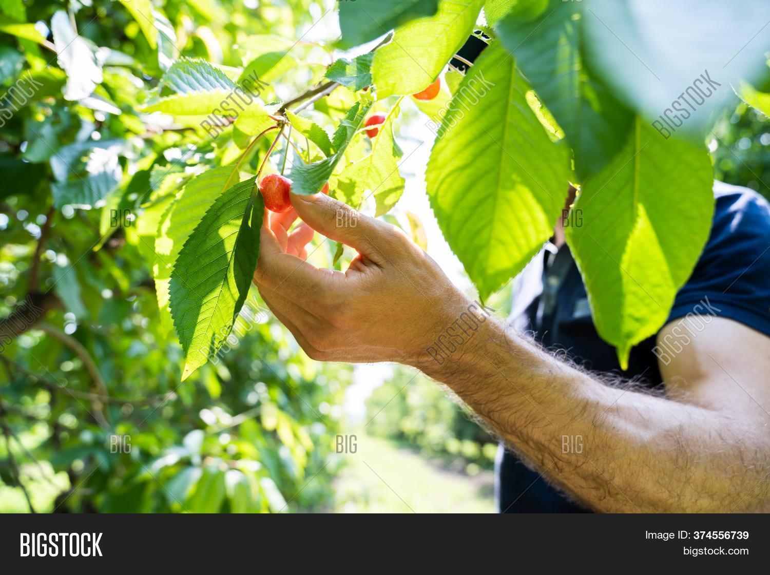 Picking Fresh Food Image & Photo (Free Trial) | Bigstock