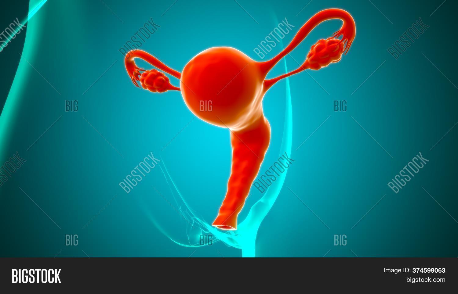 Female Reproductive Image & Photo (Free Trial) | Bigstock