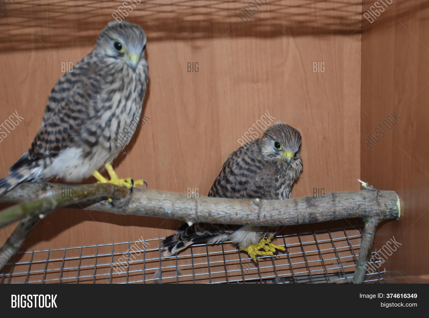 Hawk Chicks Sit On Image & Photo (Free Trial) | Bigstock