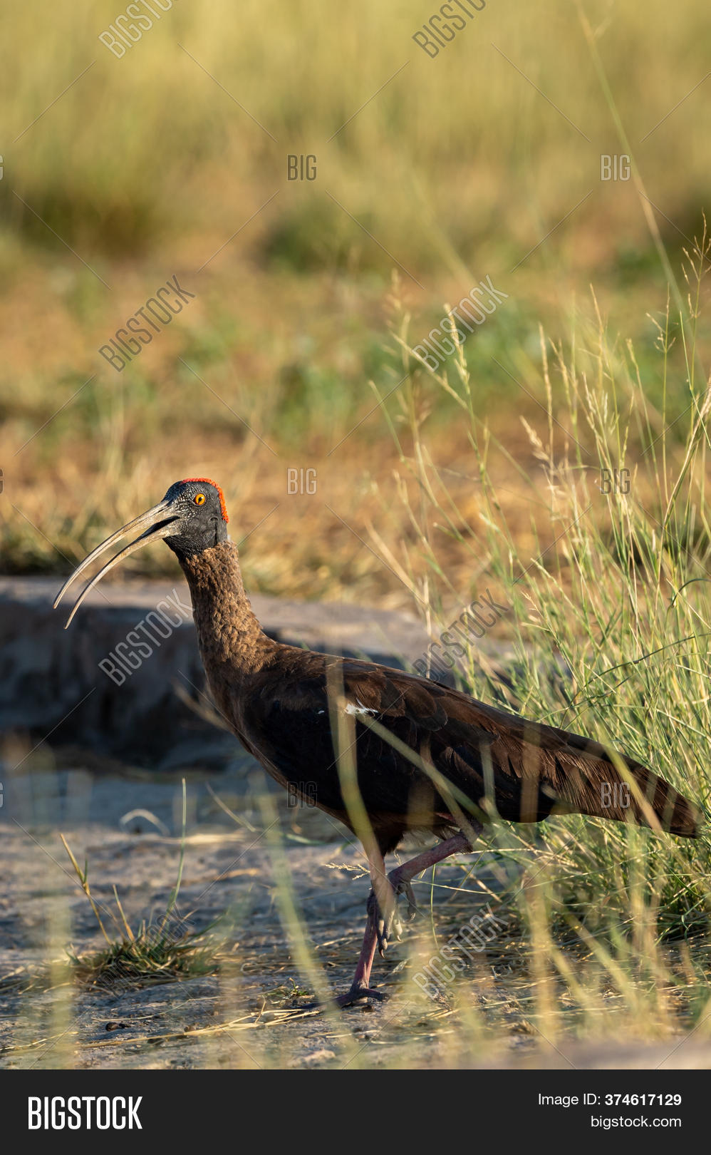 Red Naped Ibis Indian Image & Photo (Free Trial) | Bigstock