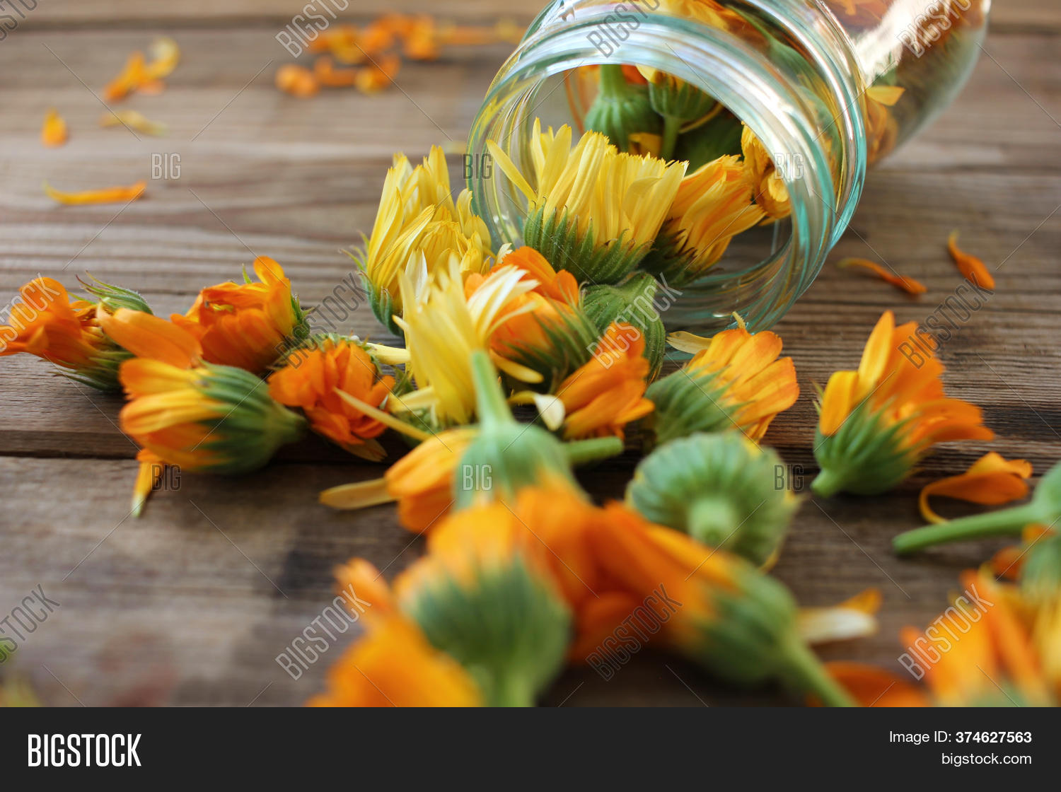 Marigold Flowers Image & Photo (Free Trial) | Bigstock