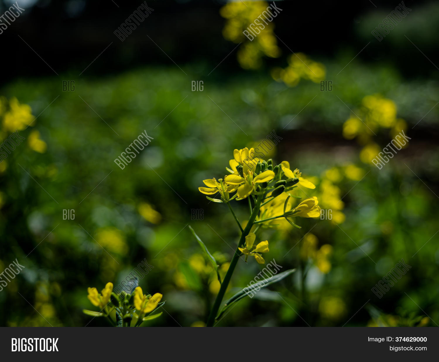 Mustard Flower Plant Image & Photo (Free Trial) | Bigstock