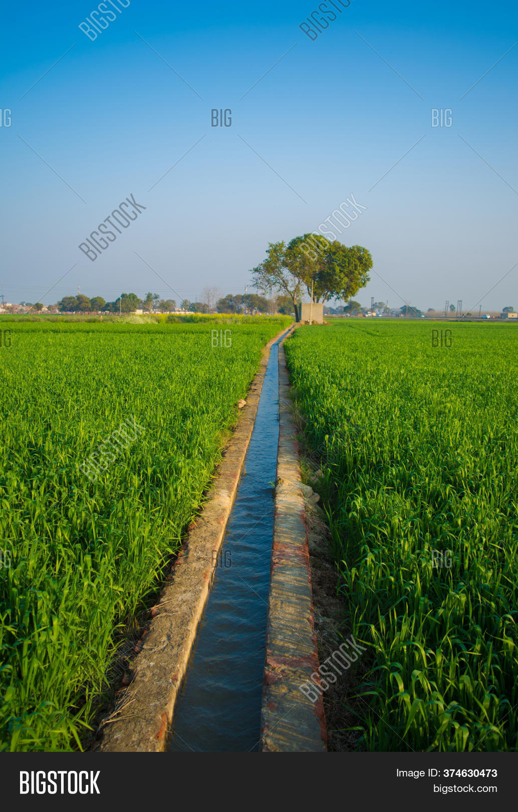 Field Young Wheat, Image & Photo (Free Trial) | Bigstock