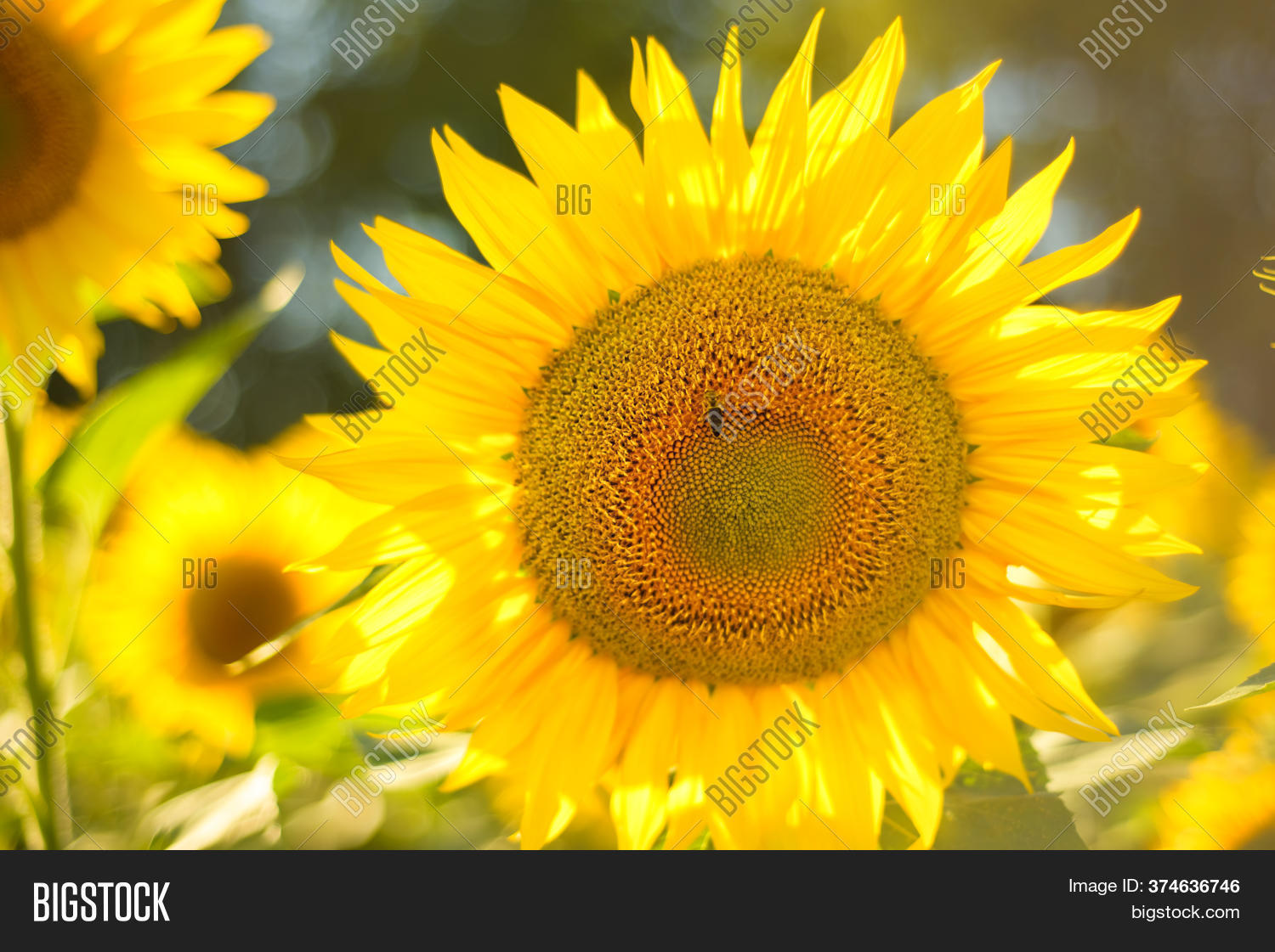 Sunflower Natural Image & Photo (Free Trial) | Bigstock