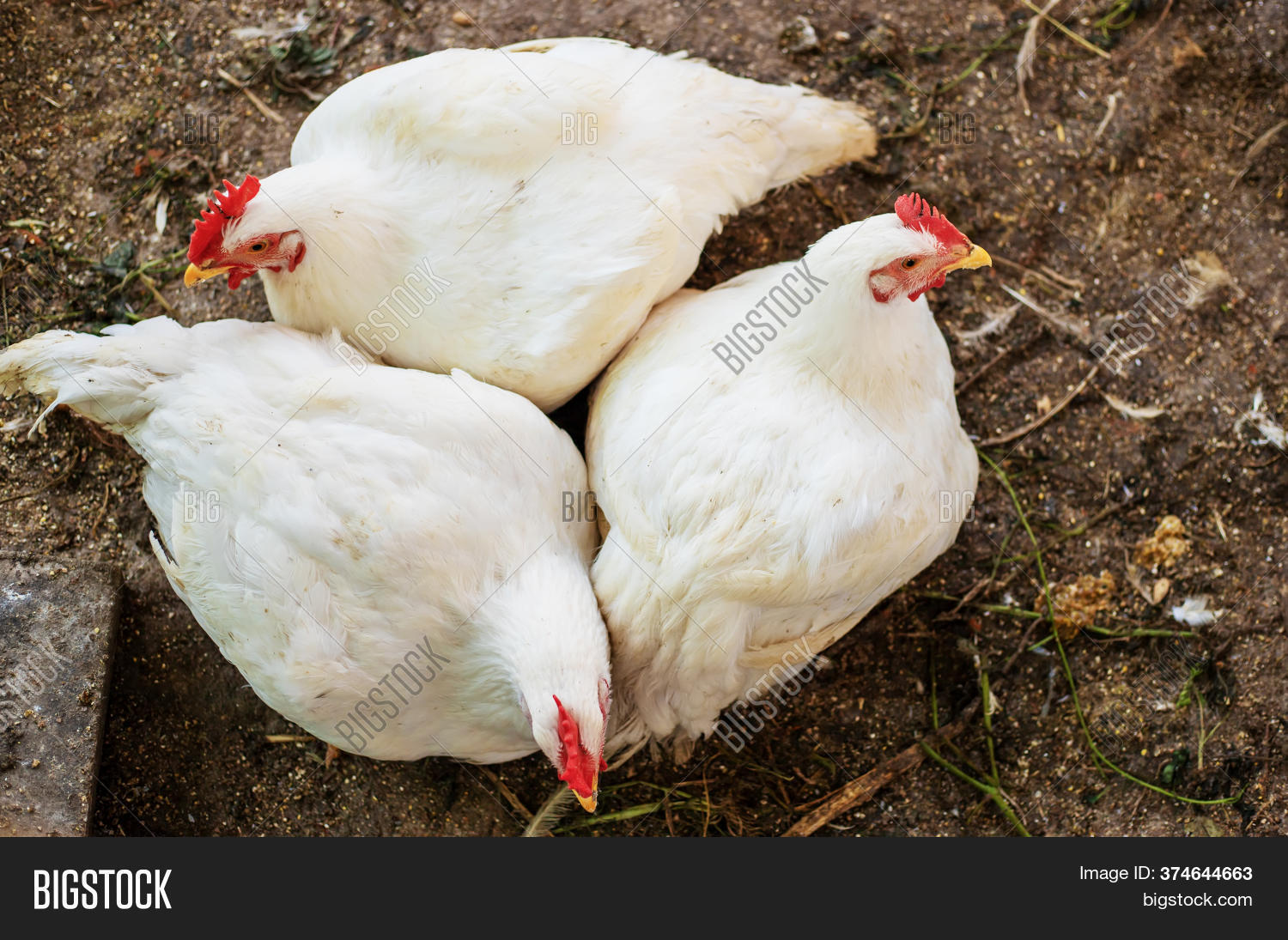 Chickens Broilers On Image & Photo (Free Trial) | Bigstock
