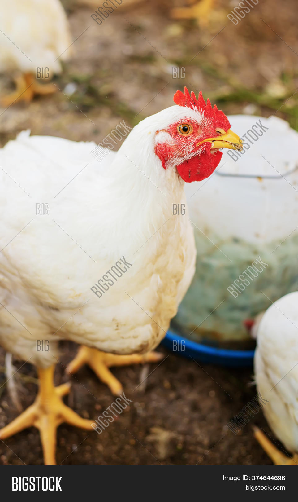 Chickens Broilers On Image & Photo (Free Trial) | Bigstock