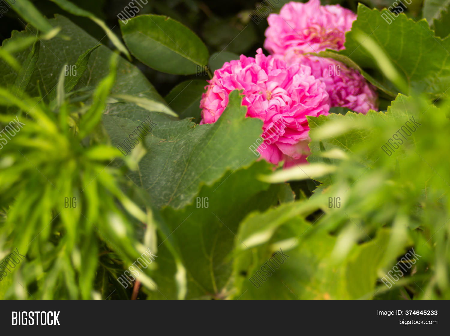Pink Fluffy Rose Hid Image & Photo (Free Trial) | Bigstock
