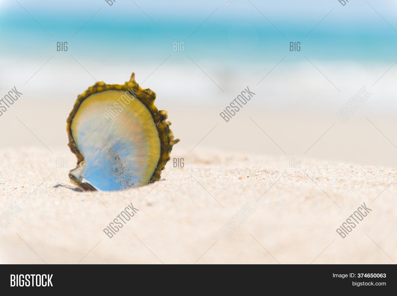 Sea Shell On Sand Image & Photo (Free Trial) | Bigstock