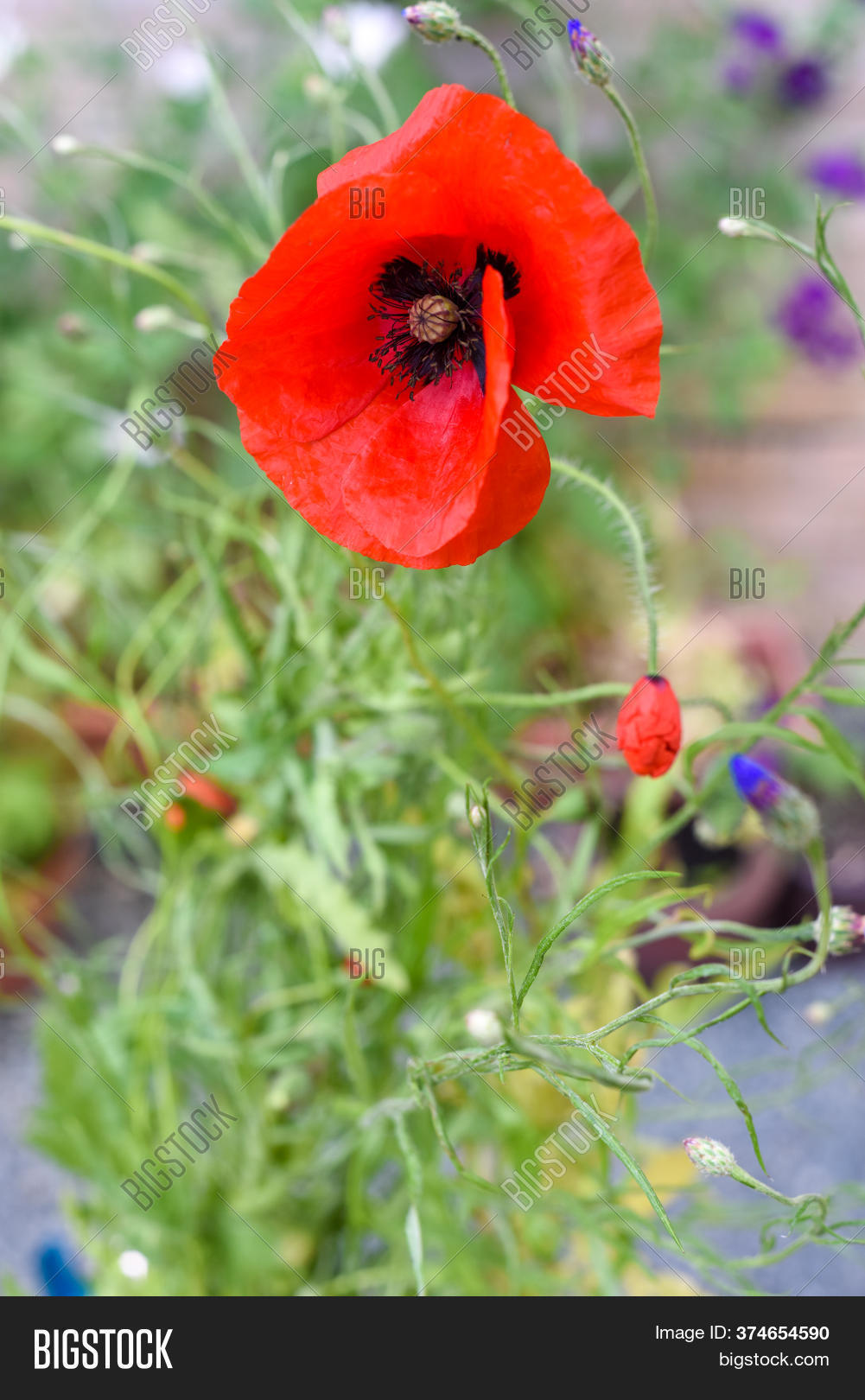 Poppy Flower Close Image & Photo (Free Trial) | Bigstock