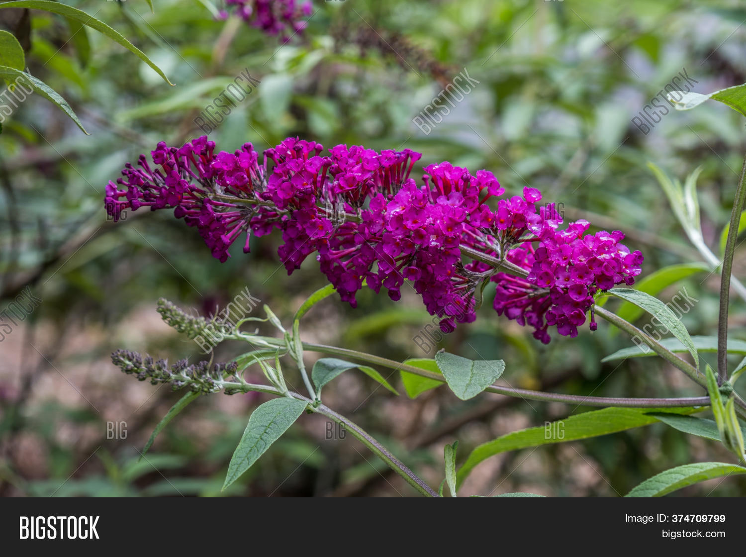 Closeup View Magenta Image & Photo (Free Trial) | Bigstock