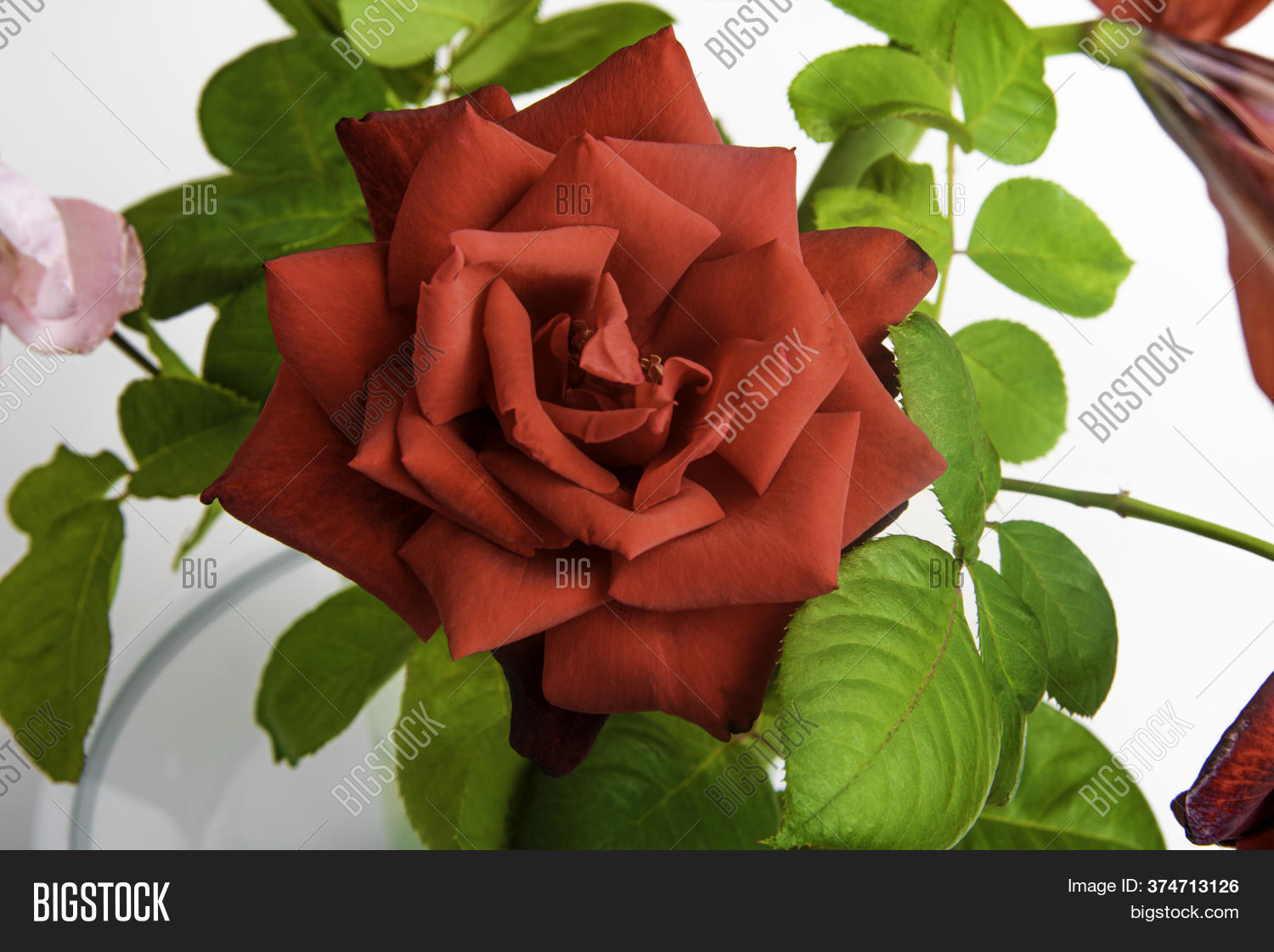 Close- Single Red Rose Image & Photo (Free Trial) | Bigstock