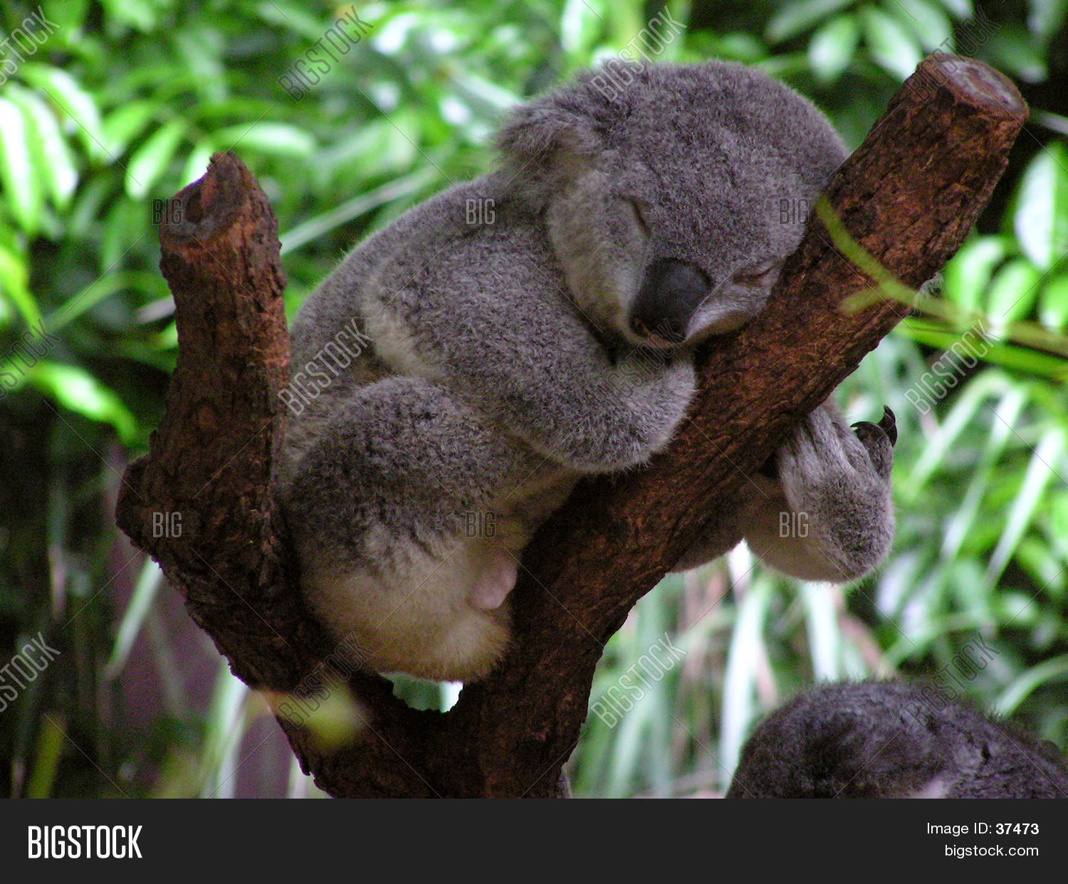 Sleepy Koala Image & Photo (Free Trial) | Bigstock