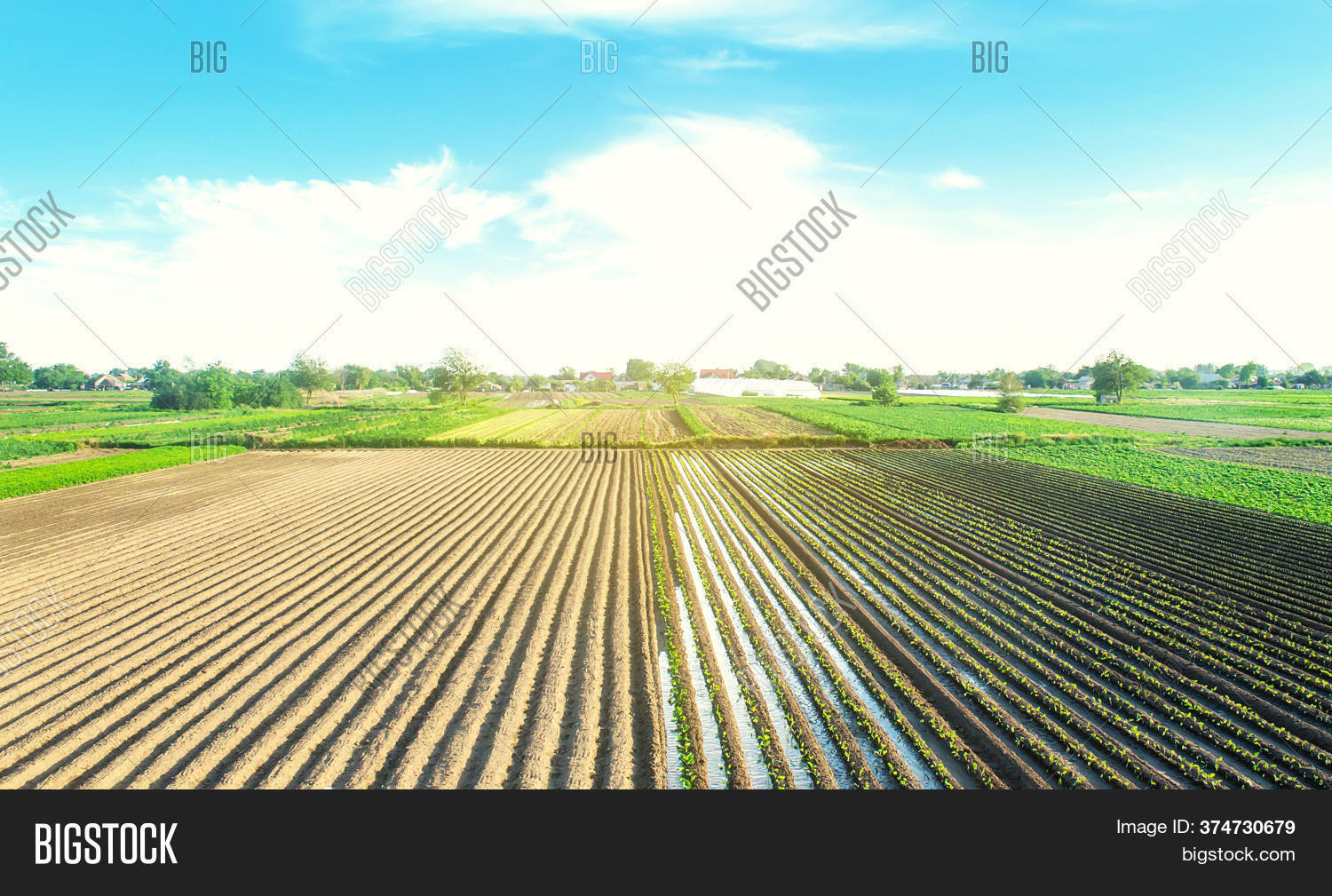 Imagen y foto Farm Field Planted (prueba gratis) | Bigstock