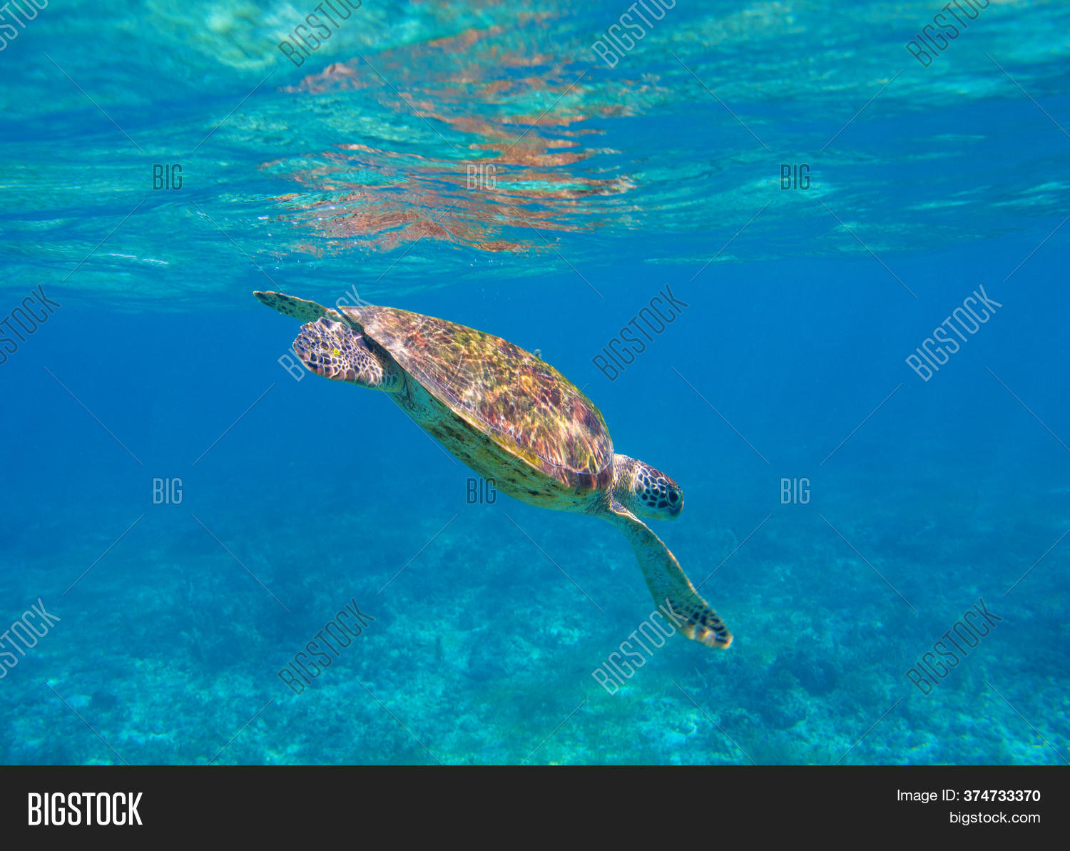Sea Turtle Blue Image & Photo (Free Trial) | Bigstock