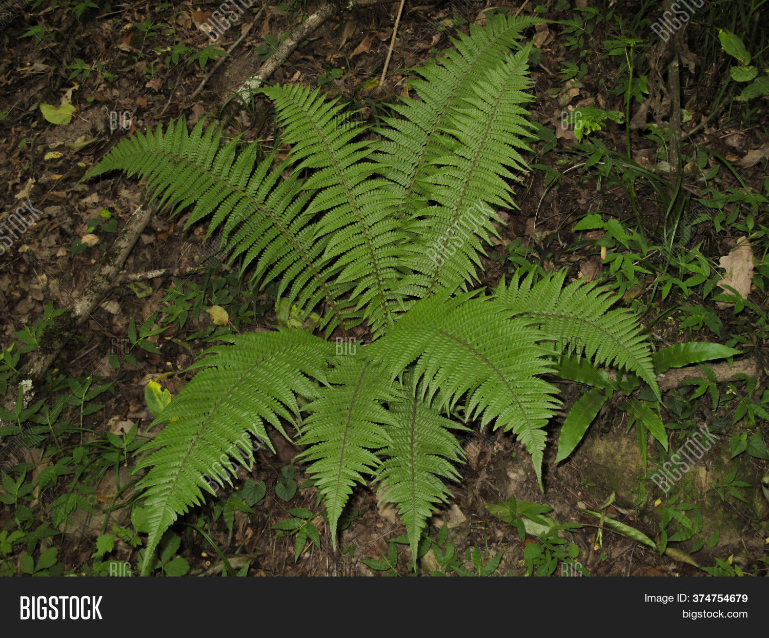 Bracken Fern Plant Wet Image & Photo (Free Trial) | Bigstock