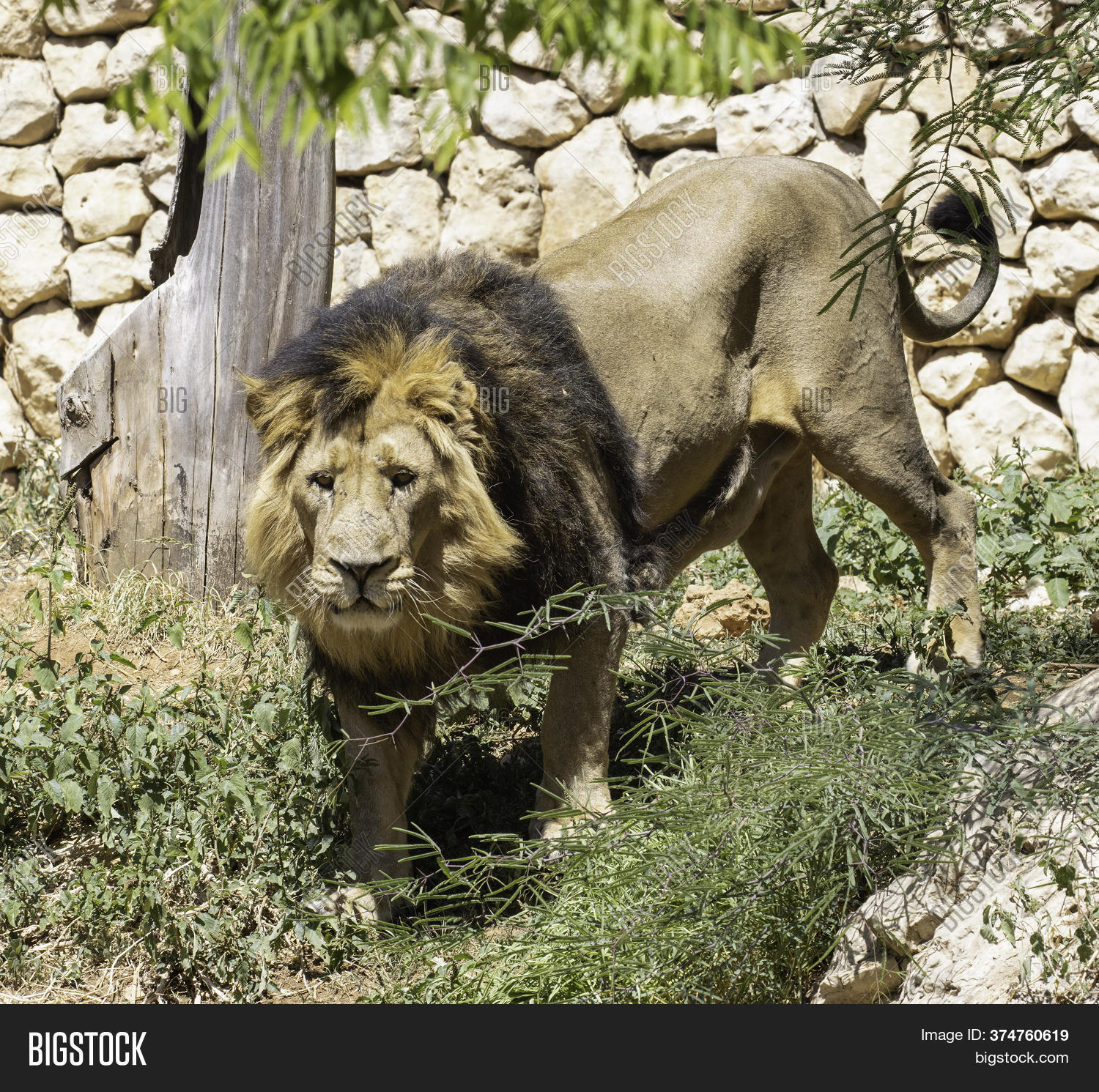 Impressive Adult Male Image & Photo (Free Trial) | Bigstock