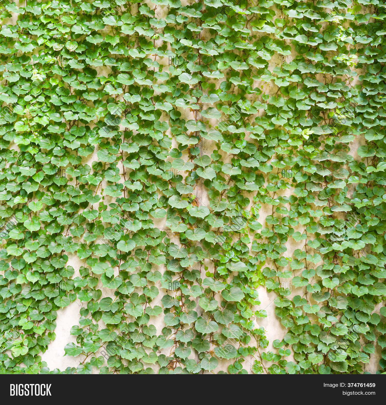 Fence Creeper Leaves. Image & Photo (Free Trial) | Bigstock