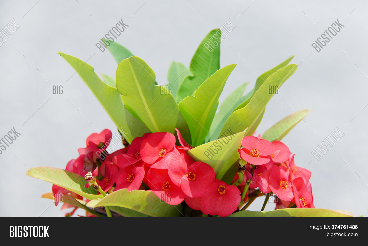 Pink Small Flower. Image & Photo (Free Trial) | Bigstock