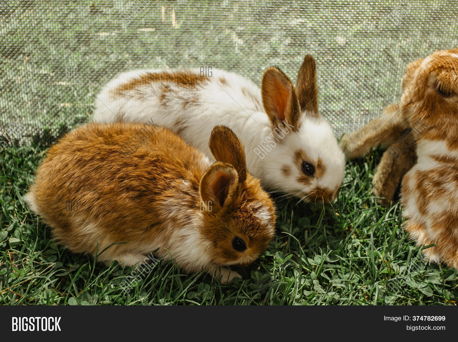 Group Domestic Rabbits Image & Photo (Free Trial) | Bigstock